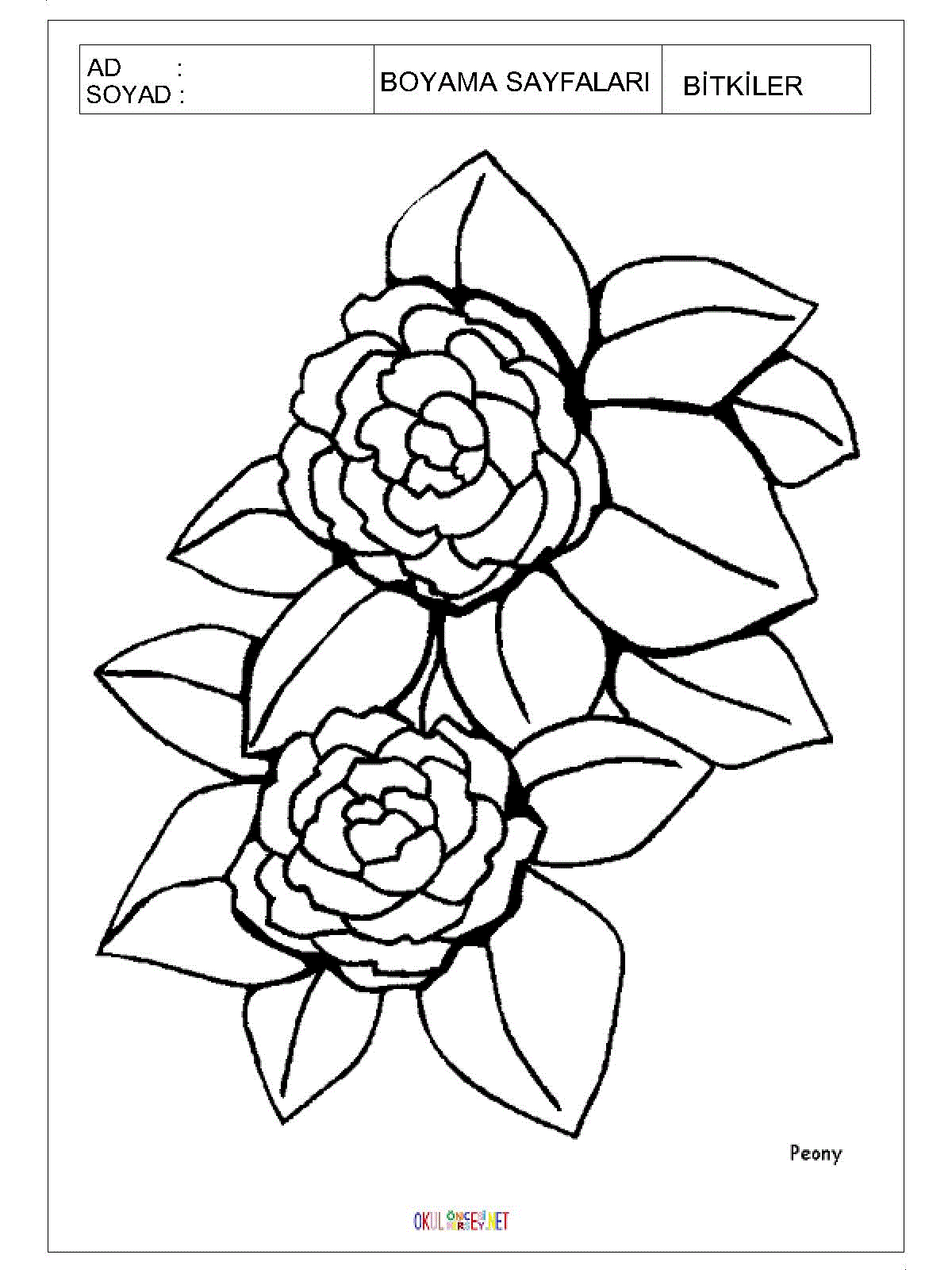 BİTKİLER-BOYAMA SAYFALARI-OKUL ÖNCESİ HERŞEY