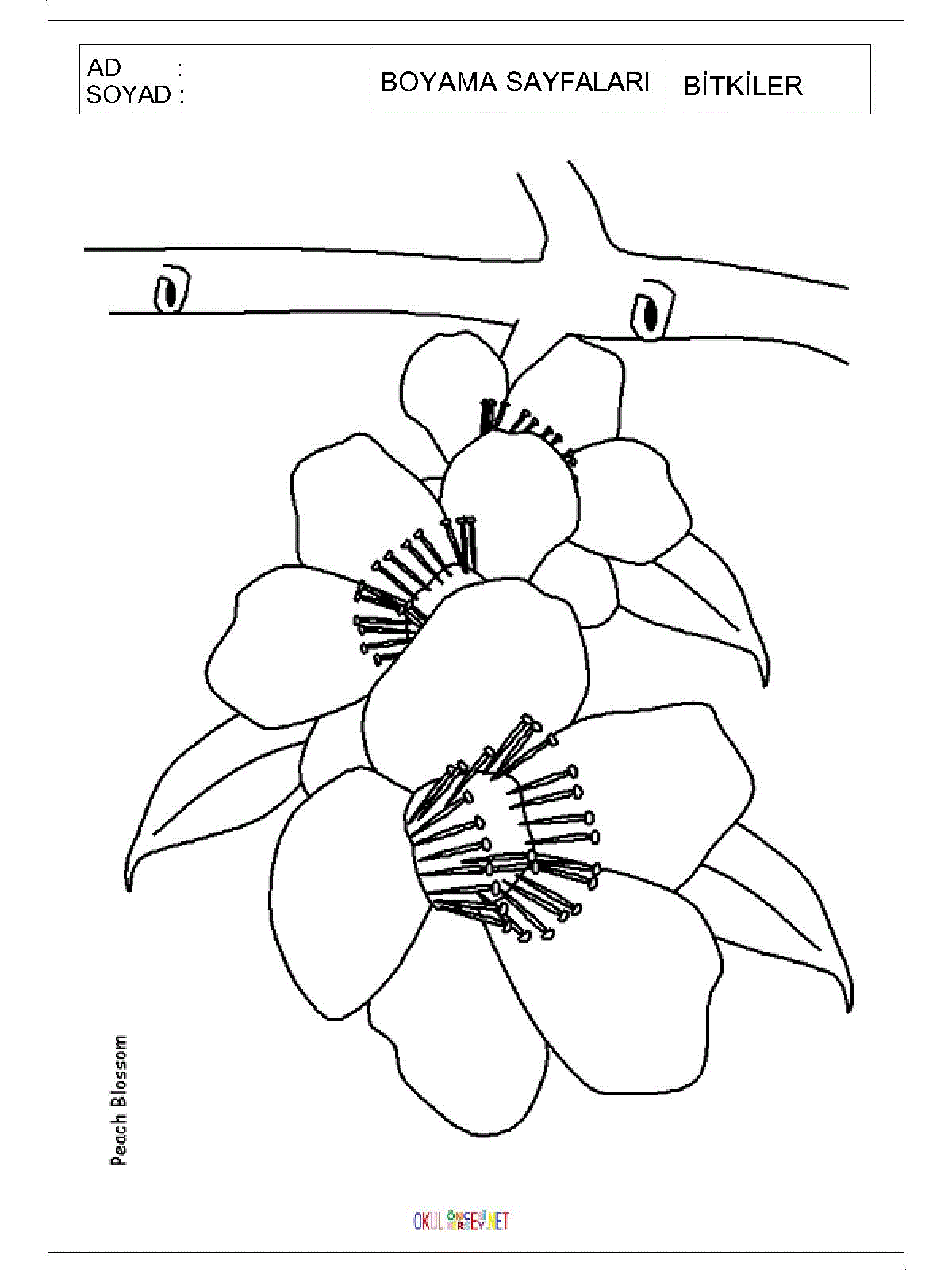 BİTKİLER BOYAMA SAYFALARI